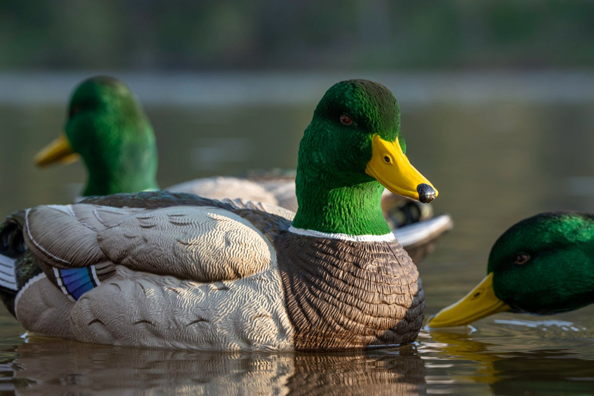 SX Mallard Floater Decoy UV Flocked Heads – Snow Goose Warehouse