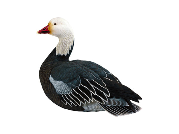 Bird Vision Blue Goose Decoy Paint Kit – Snow Goose Warehouse