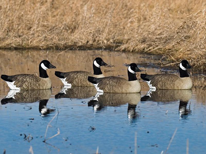 SX Canada Goose Sentry Floaters (4 Pack) – Snow Goose Warehouse