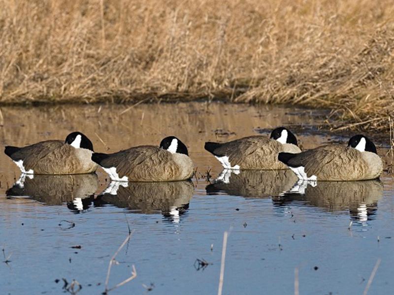 SX Canada Goose Sleeper Floaters (4 Pack) – Snow Goose Warehouse