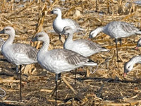 Full Body Snow Goose – Snow Goose Warehouse