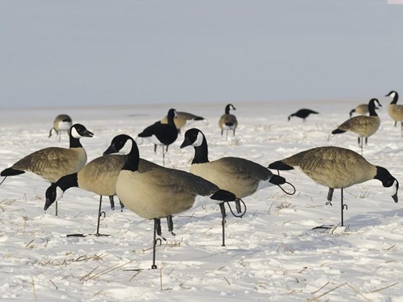 SX Lesser Combo Canada Goose Decoys (Flocked) – Snow Goose Warehouse