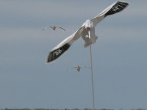 Snow Goose Decoys – Snow Goose Warehouse