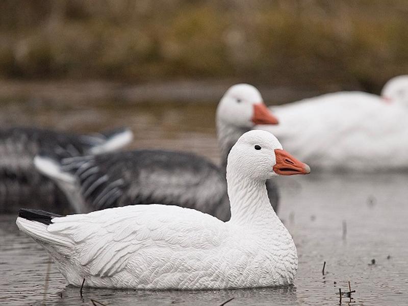 SX Adult Snow Goose Sentry Floaters – Snow Goose Warehouse