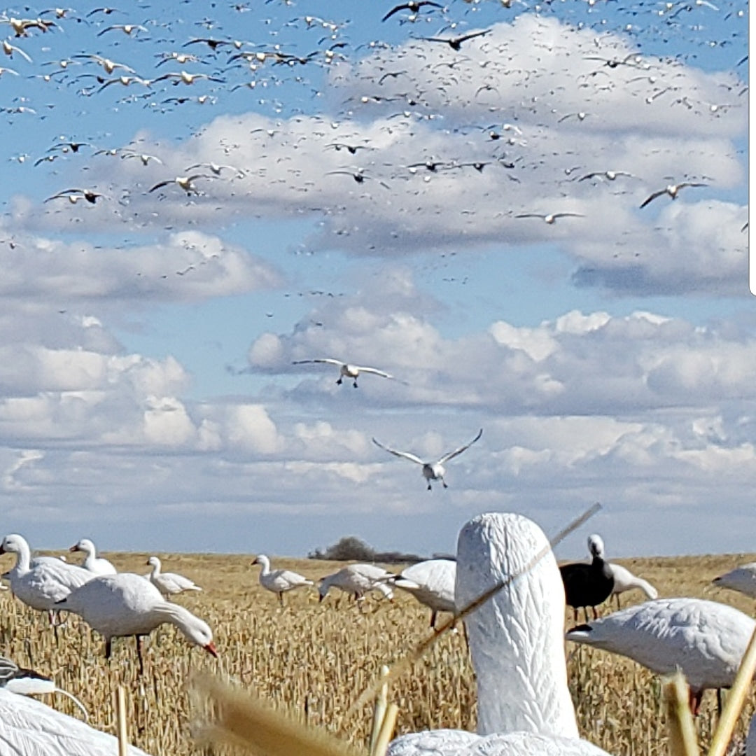 Used Full body SX Snow goose decoys With Loops (10 Pack) – Snow Goose ...